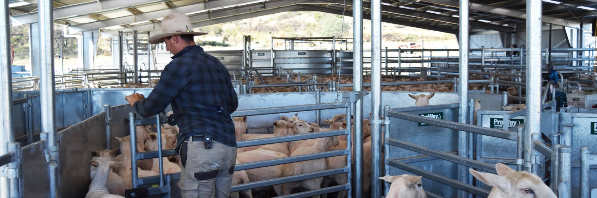 Sheep Corral Designs Focused on Safety, Stock Flow & Efficiency