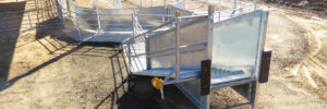 Sheep Loading Chutes Improve Flow & Loading Efficiency