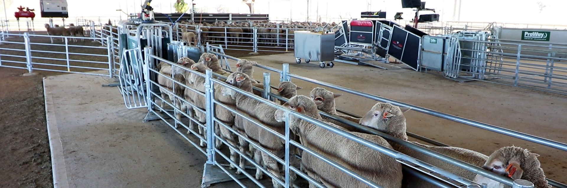 Sheep Corral Designs Focused on Safety, Stock Flow & Efficiency