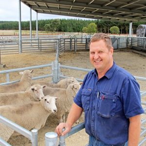 Permanent Sheep Yards Archives - ProWay Livestock Equipment USA