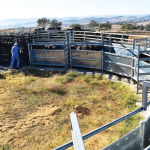Cattle Handling Products Archives - Page 2 of 3 - ProWay Livestock ...