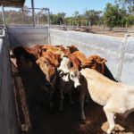 Cattle Handling Products Archives - ProWay Livestock Equipment USA