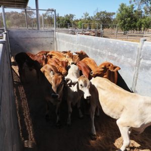 Cattle Handling Products Archives - ProWay Livestock Equipment USA