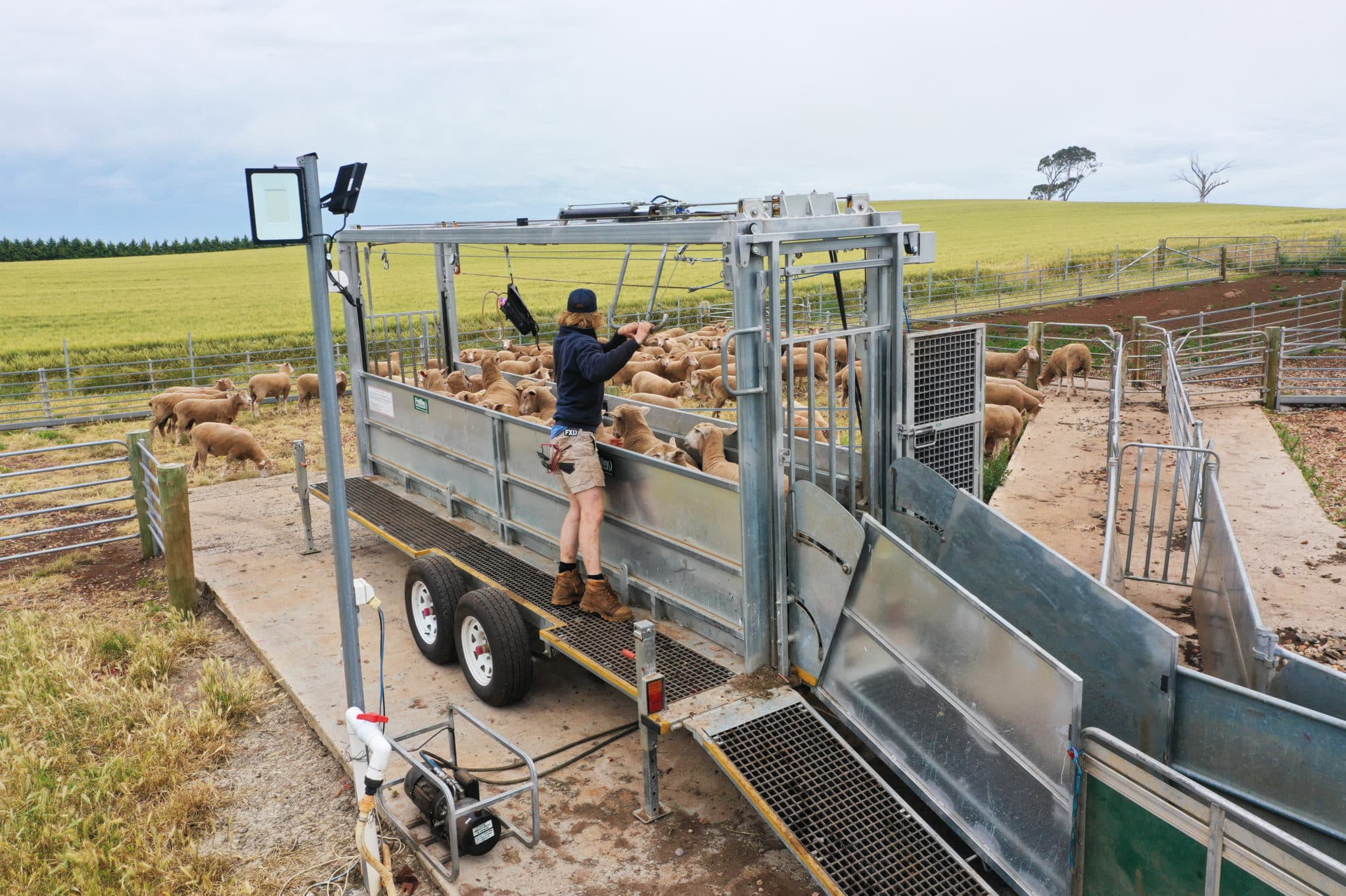 Sheep Handling Products Archives - ProWay Livestock Equipment USA