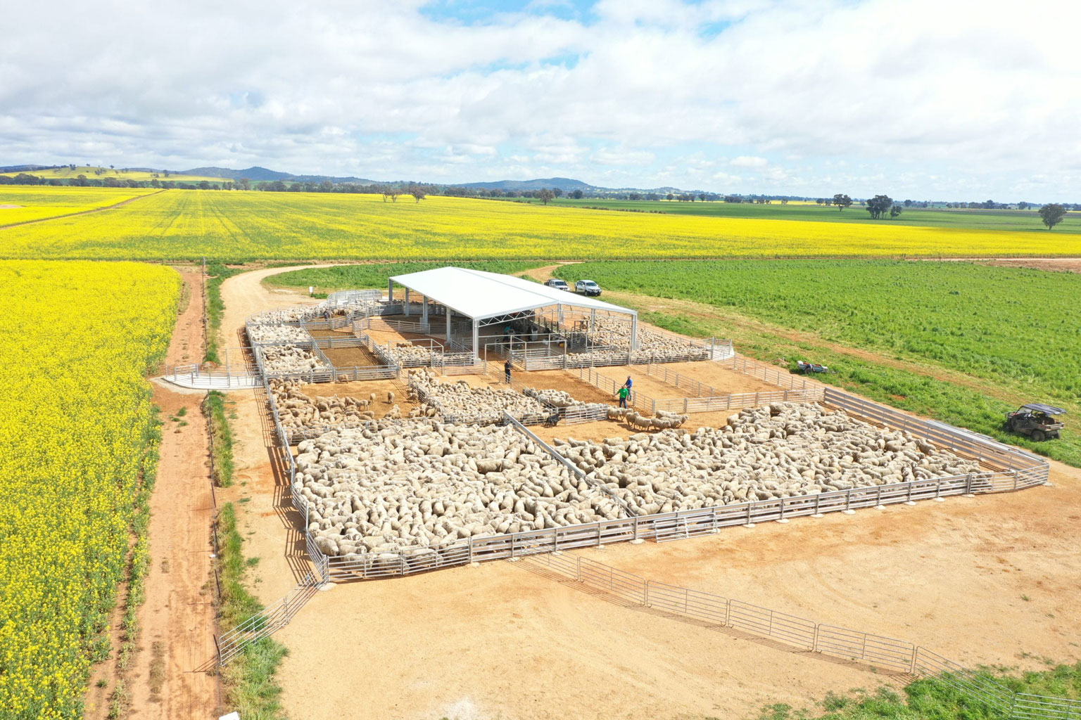 The 5 Pieces of Sheep Handling Equipment you need to Manage your Herd ...