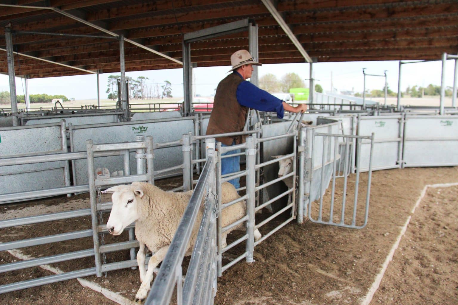 Sheep Handling Products Archives - ProWay Livestock Equipment USA