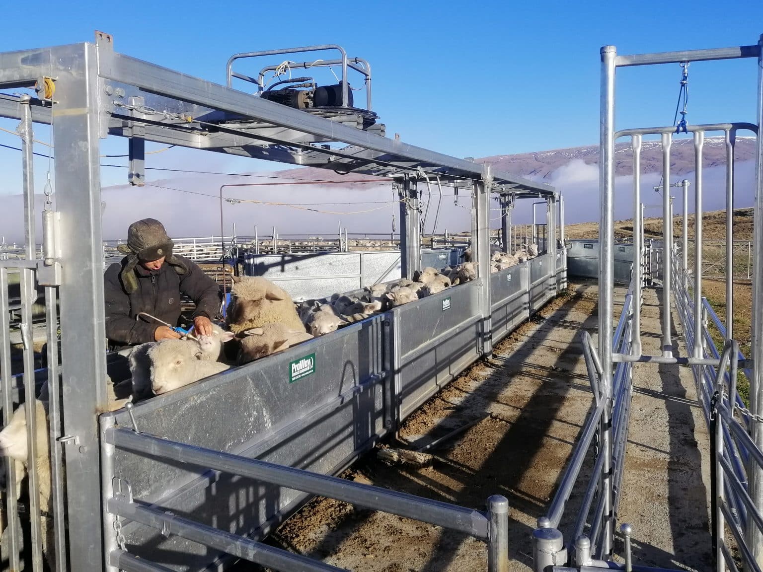 The 5 Pieces of Sheep Handling Equipment you need to Manage your Herd ...