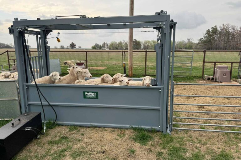 Sheep Handling Products Archives - ProWay Livestock Equipment USA