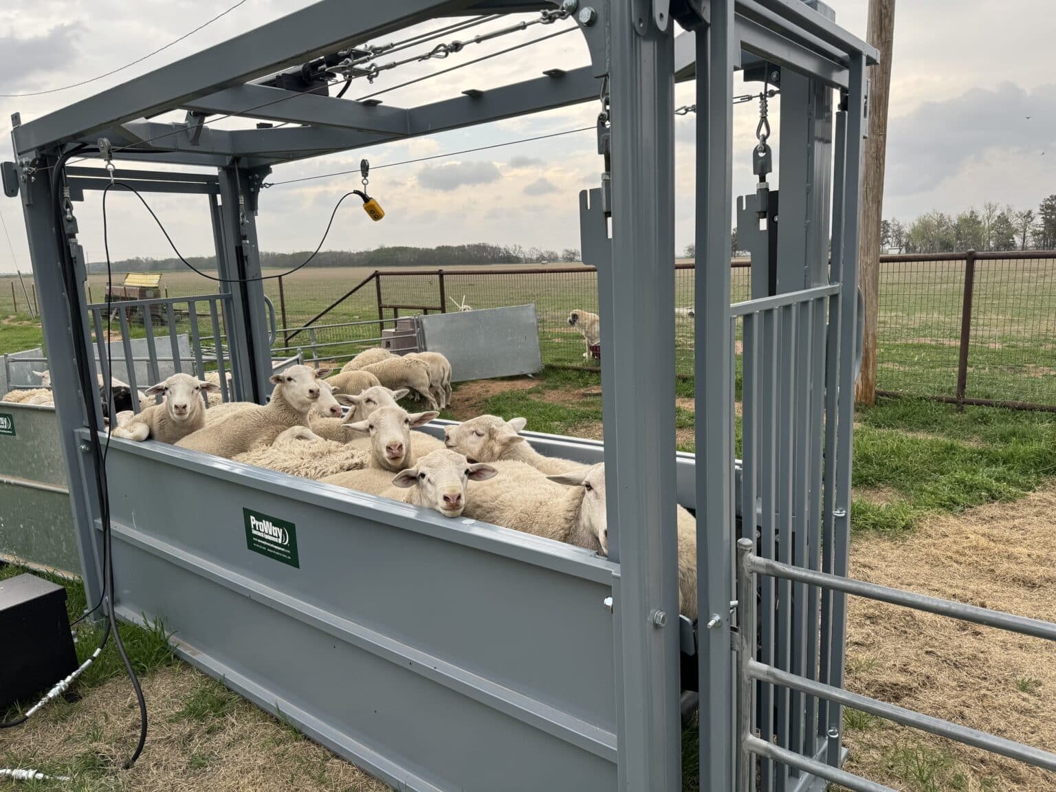 The 5 Pieces of Sheep Handling Equipment you need to Manage your Herd ...